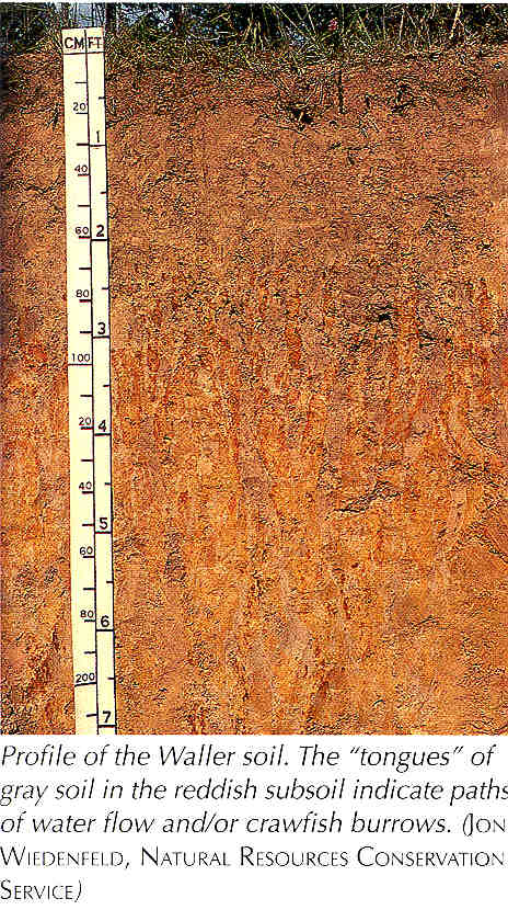 Coastal Flatwoods Wetlands | Texas Coastal Wetlands